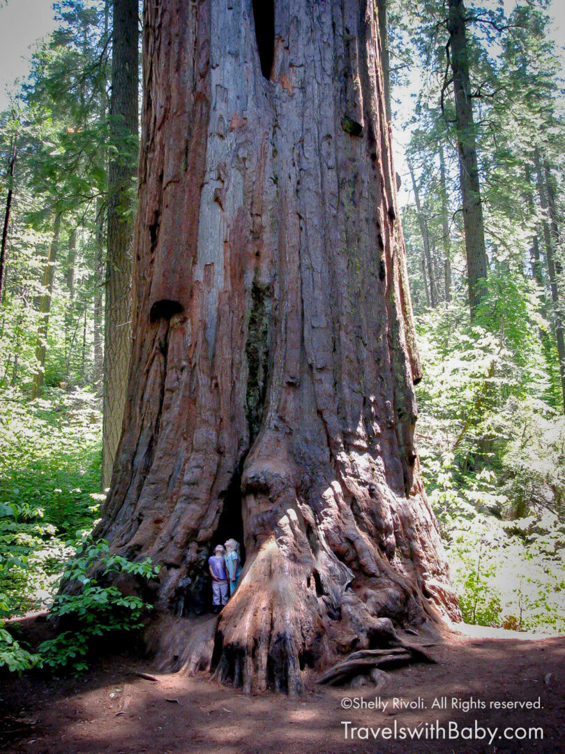 The 5 Best Places to Visit California's Giant Redwoods and Giant Sequoias