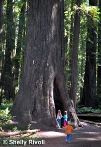 The 5 Best Places to Visit California's Giant Redwoods and Giant Sequoias