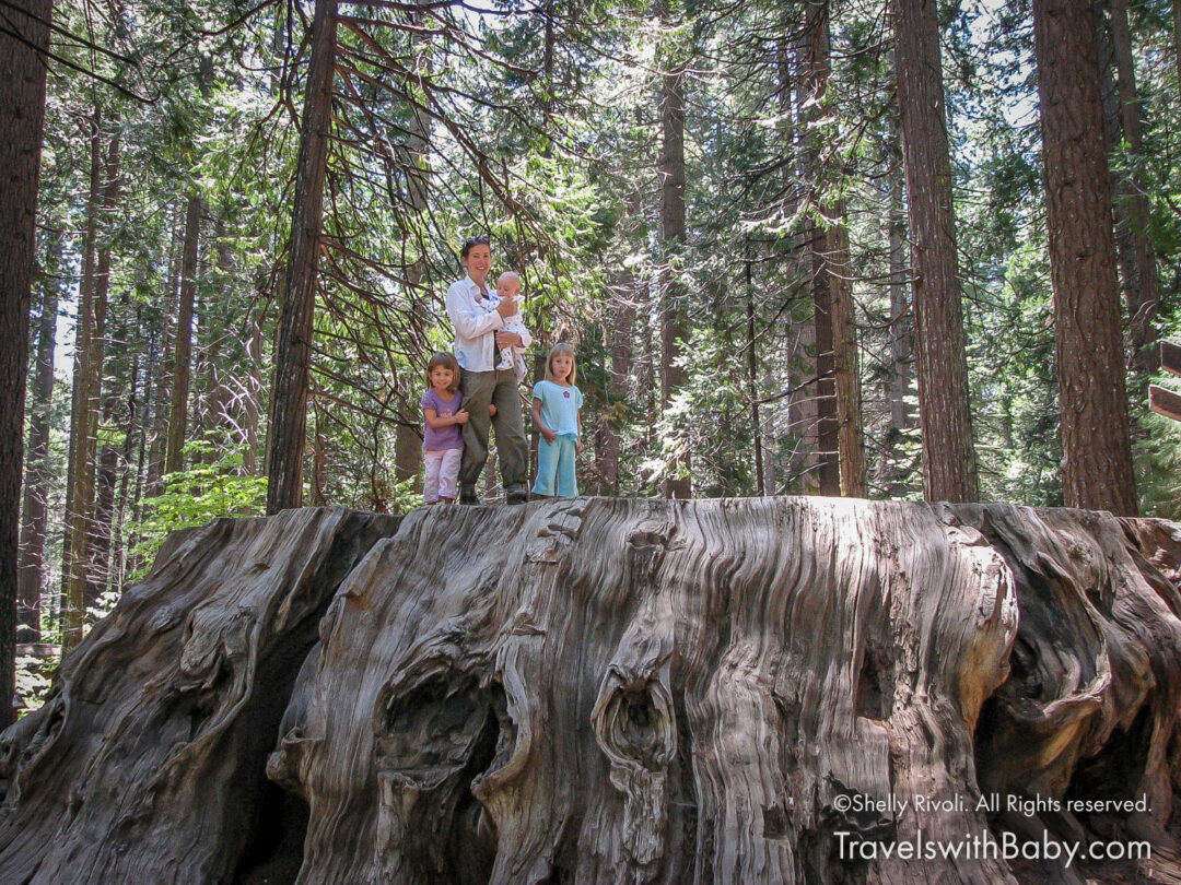 See (REALLY) Big Trees at Calaveras Big Trees State Park in Northern ...